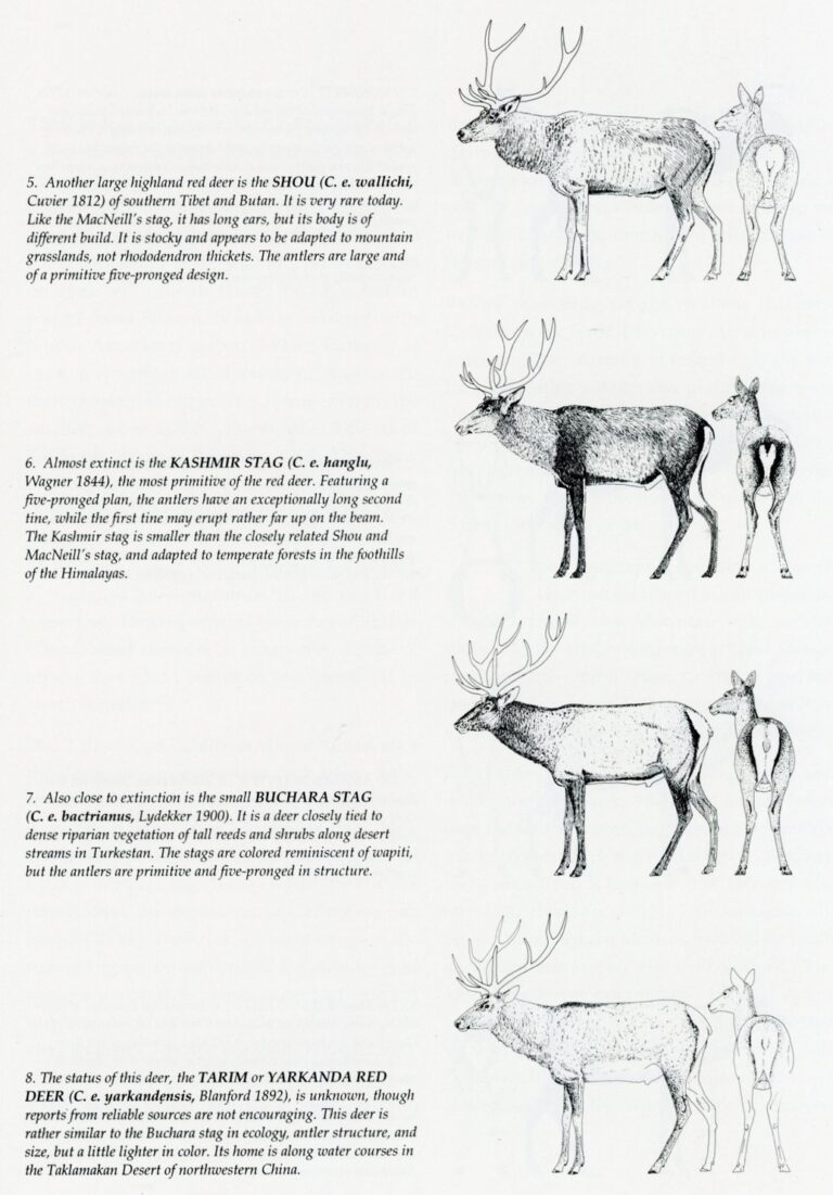 Royal Hunts & Hunters – German Hunting Guns